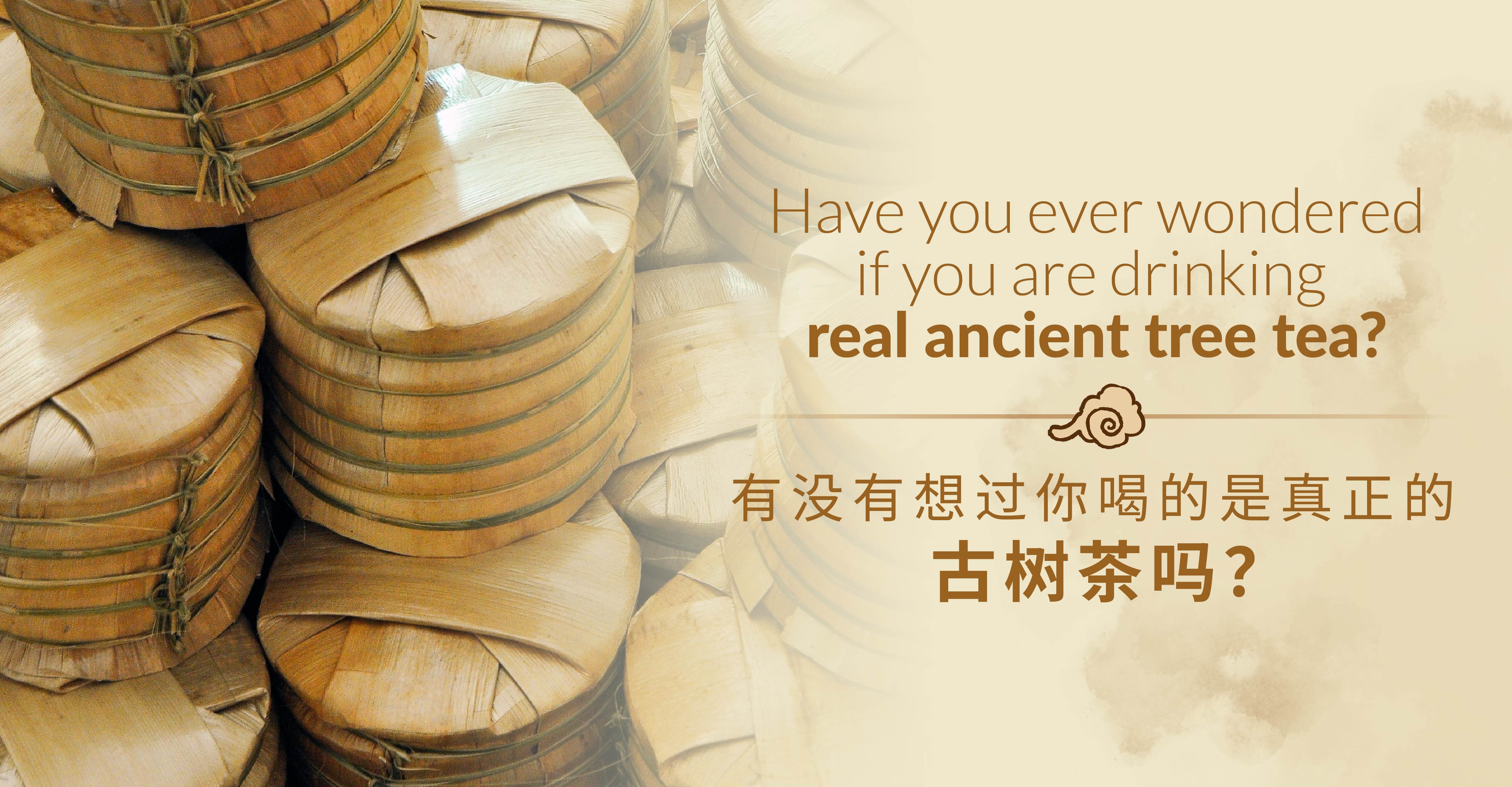 Have you ever wondered if you are drinking authentic ancient tree tea ...